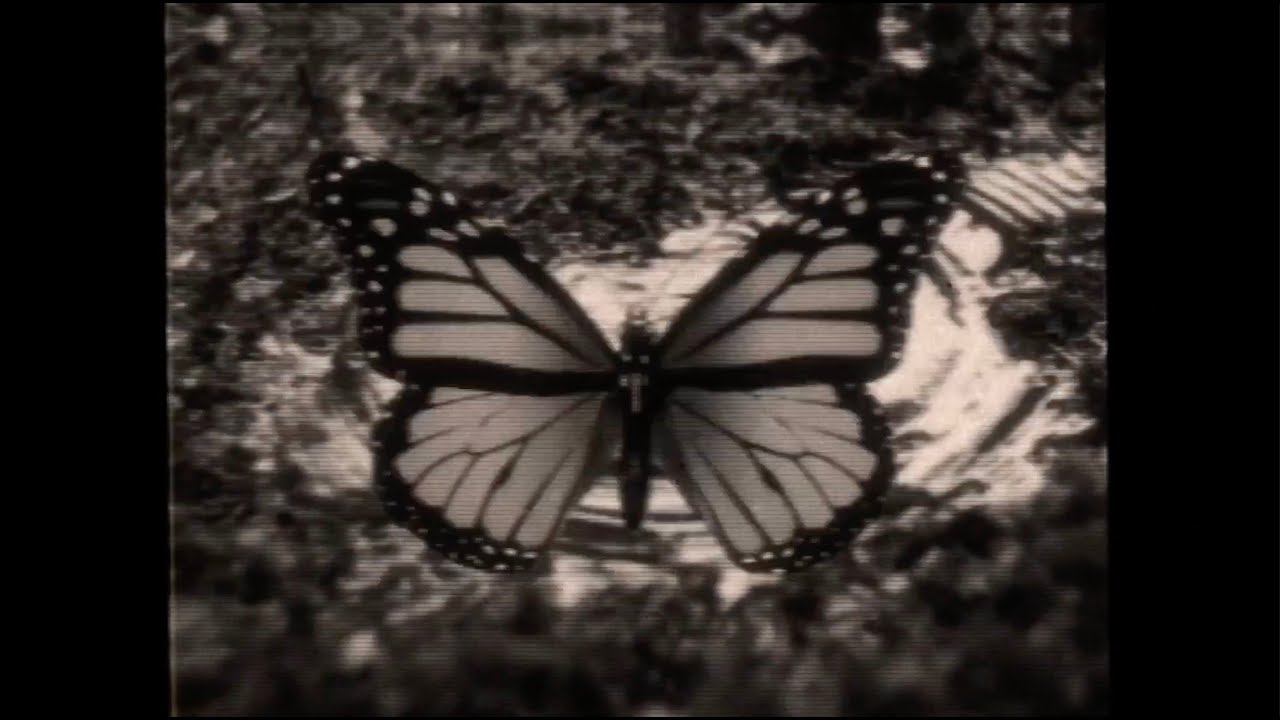 Violet Grohl - THUM Chords (EASY VERSION) | ChordsWorld.com